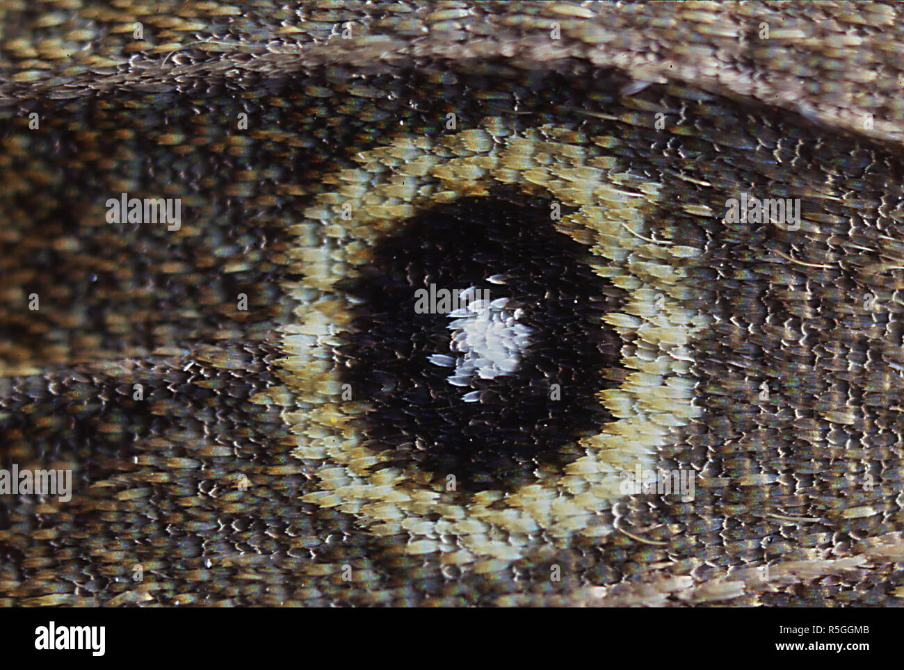 Chimney Sweeper Moth High Resolution Stock Photography and Images - Alamy