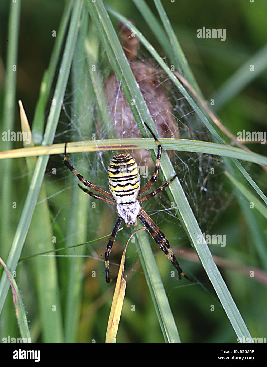 Radnetzspinne hi-res stock photography and images - Alamy