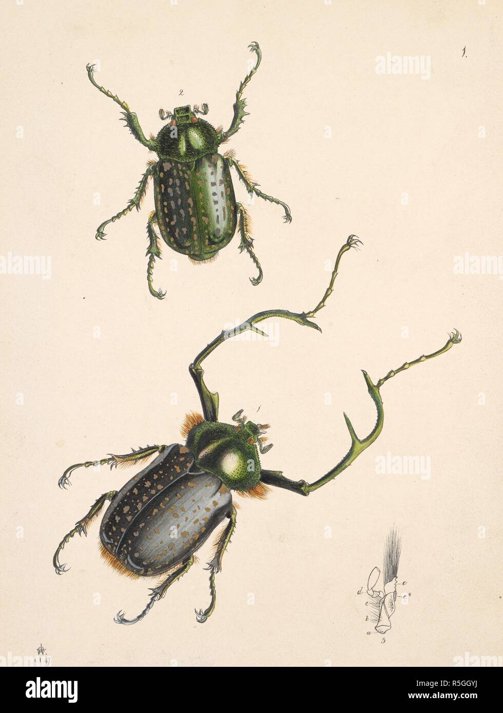 The insects of the order coleoptera hi-res stock photography and images ...