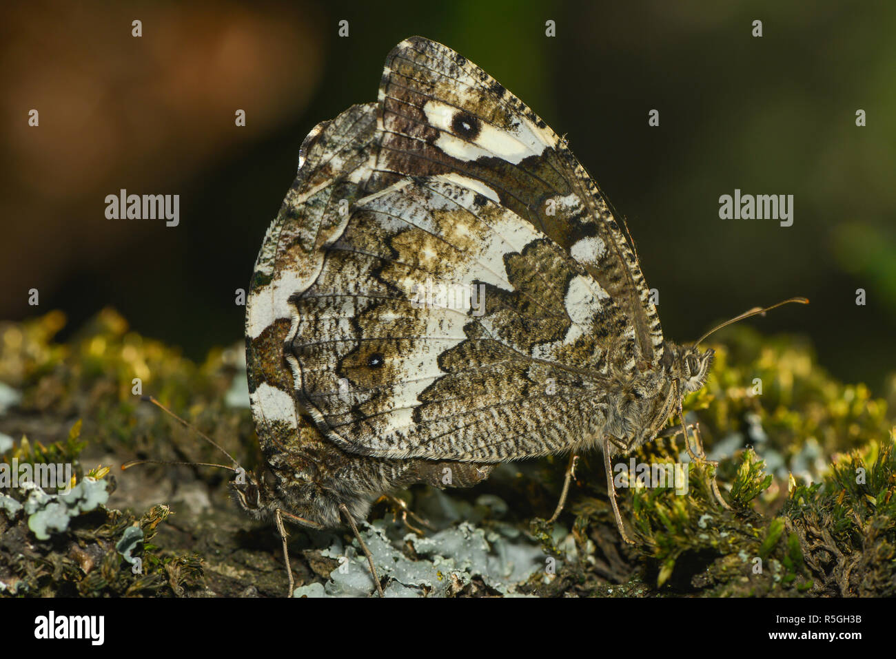 Tree Grayling High Resolution Stock Photography and Images - Alamy