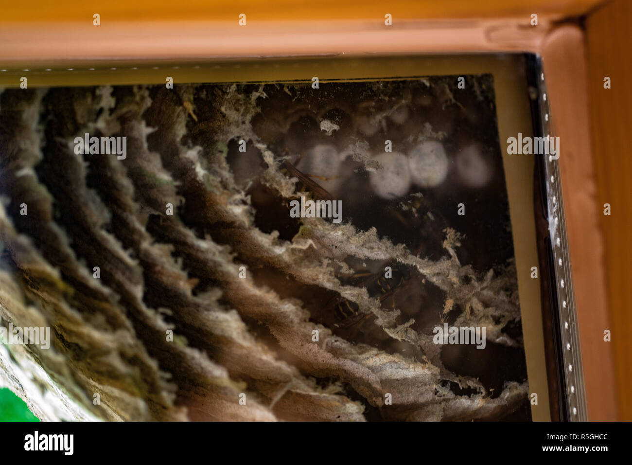large wasp nest on window brood care Stock Photo - Alamy