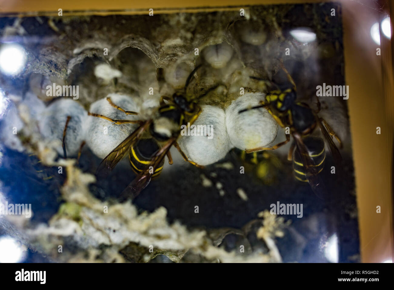 large wasp nest on window brood care Stock Photo - Alamy