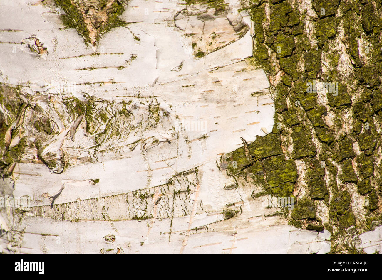 White birch bark texture, wooden background Stock Photo - Alamy