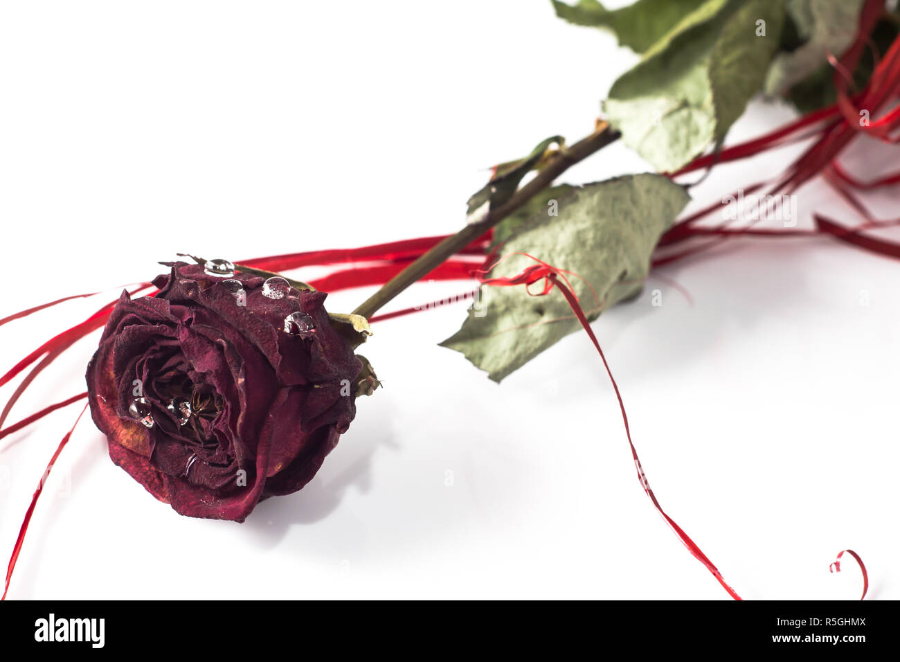 Dry red rose isolated on white background, mothers day card Stock Photo ...