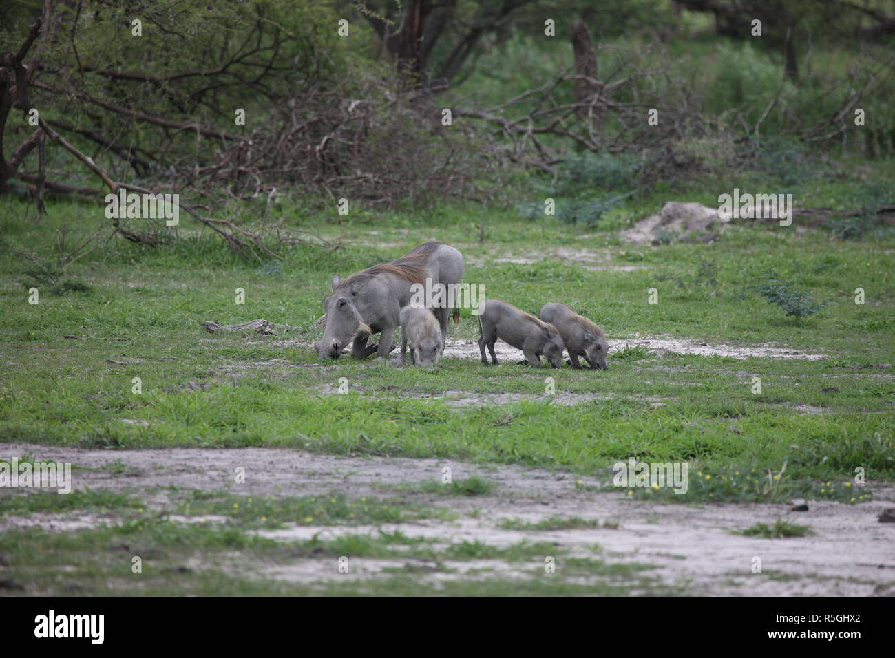wild warthog pig dangerous mammal africa savannah Kenya Stock Photo - Alamy
