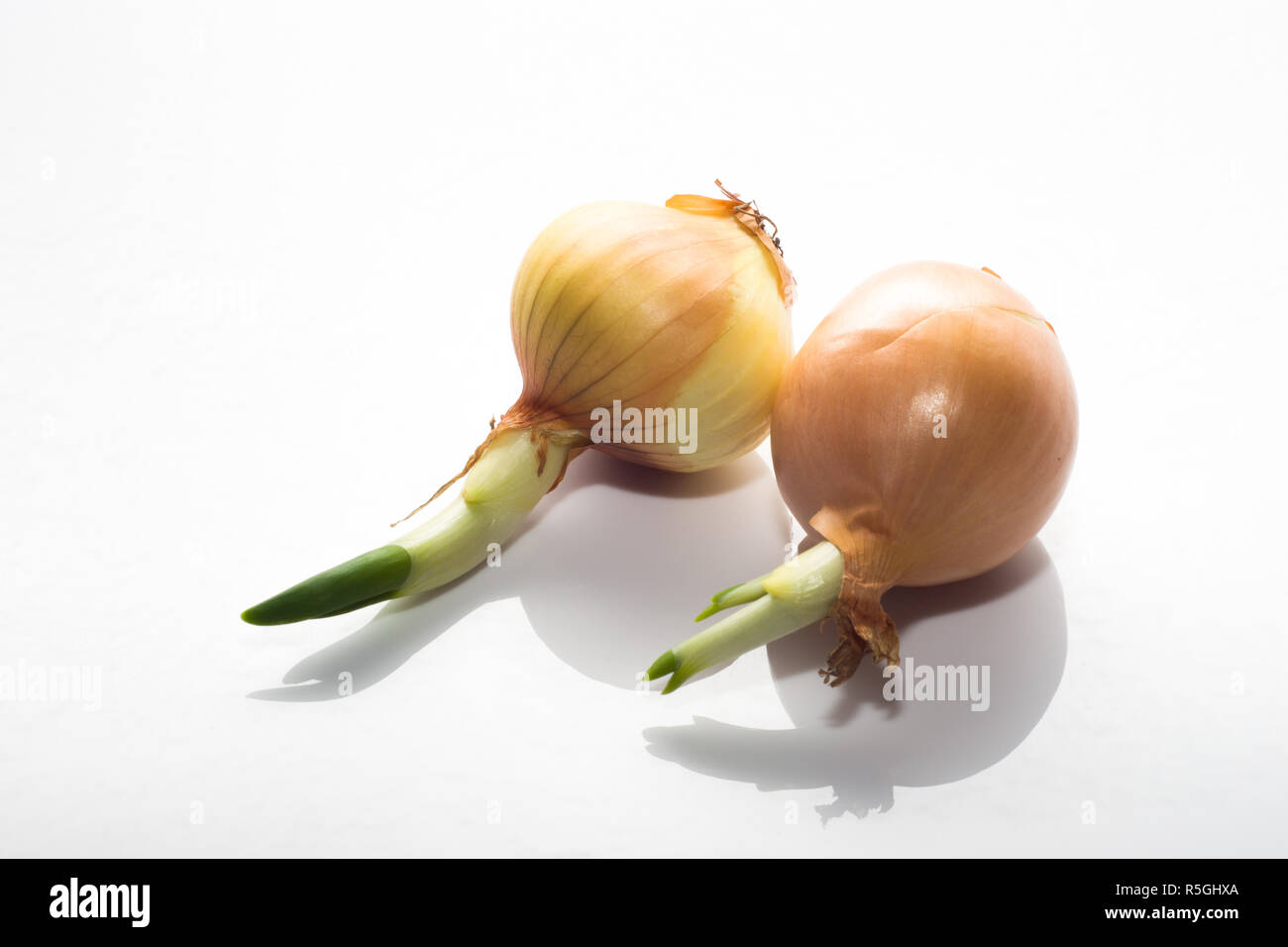 Two onions isolated on white background Stock Photo - Alamy