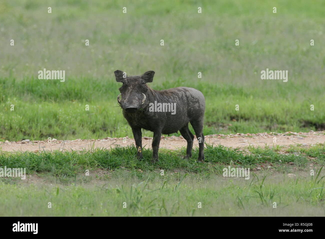 wild warthog pig dangerous mammal africa savannah Kenya Stock Photo - Alamy