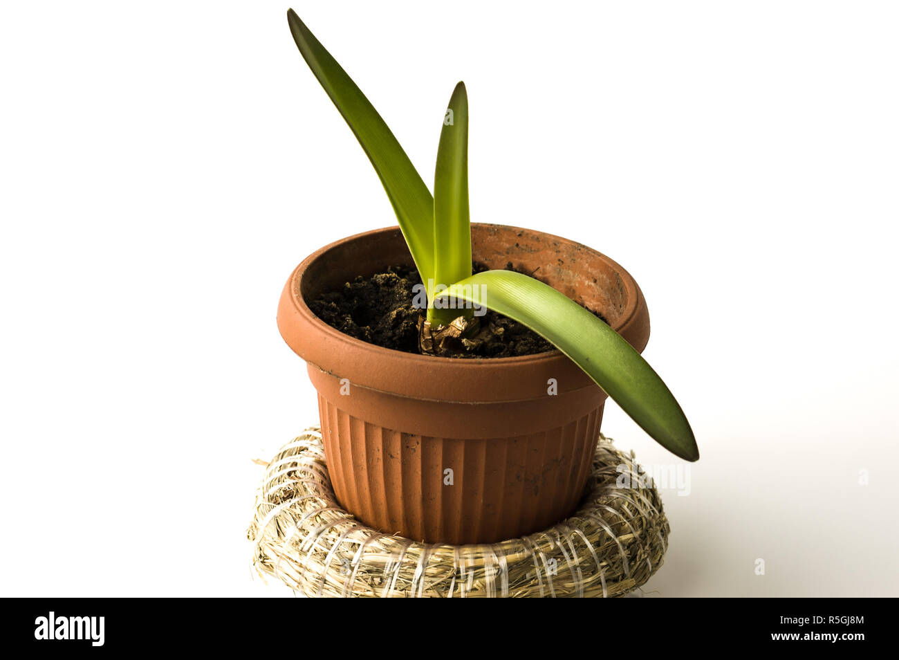Green shoots growing from an amaryllis bulb in a pot on white ...