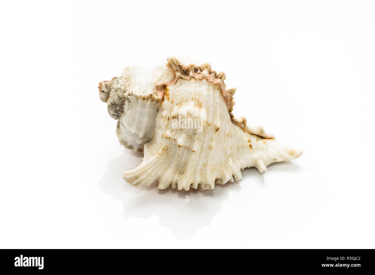 Sea shell isolated on white background Stock Photo - Alamy