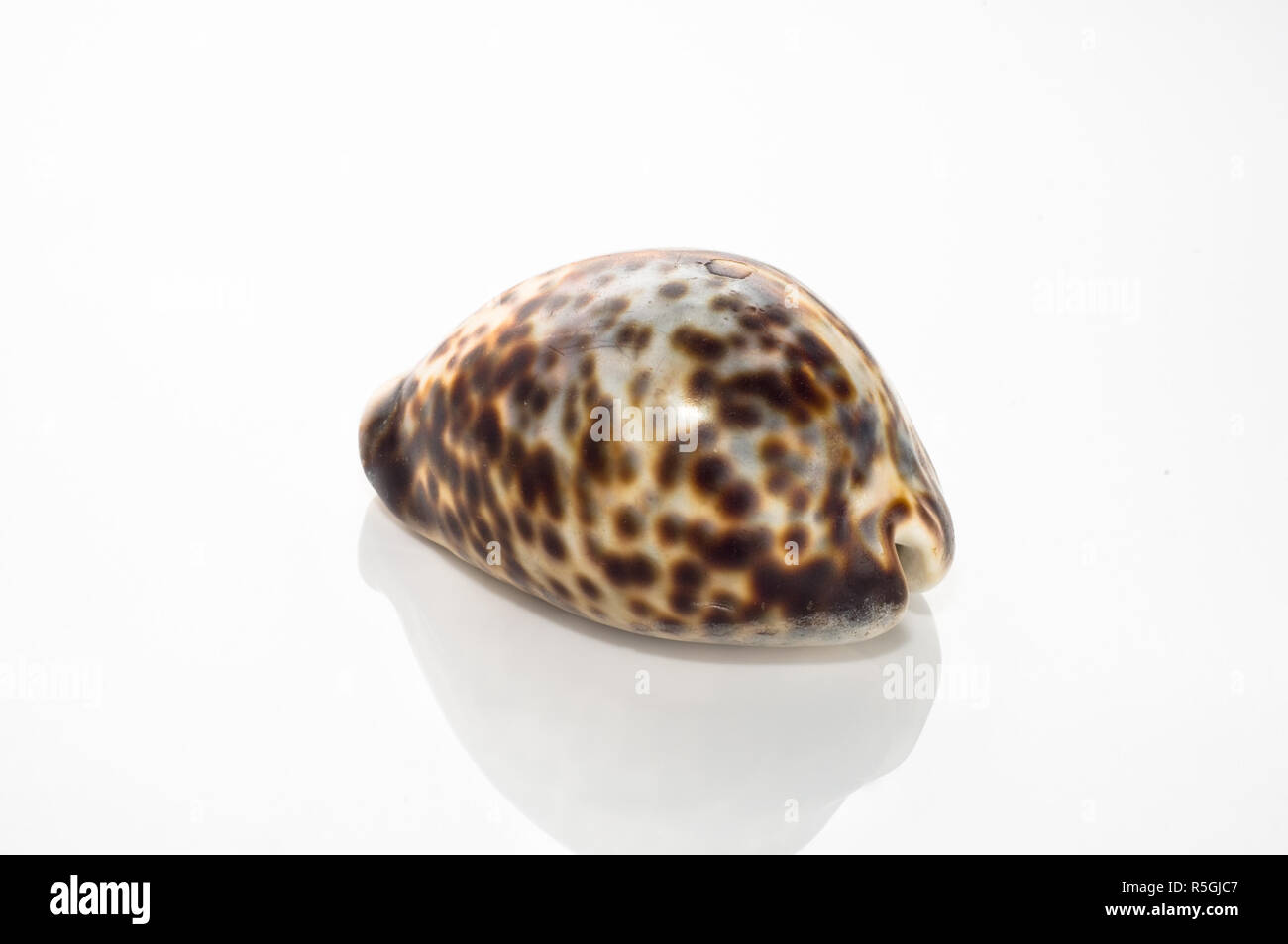 Spotted sea shell isolated on white background Stock Photo - Alamy