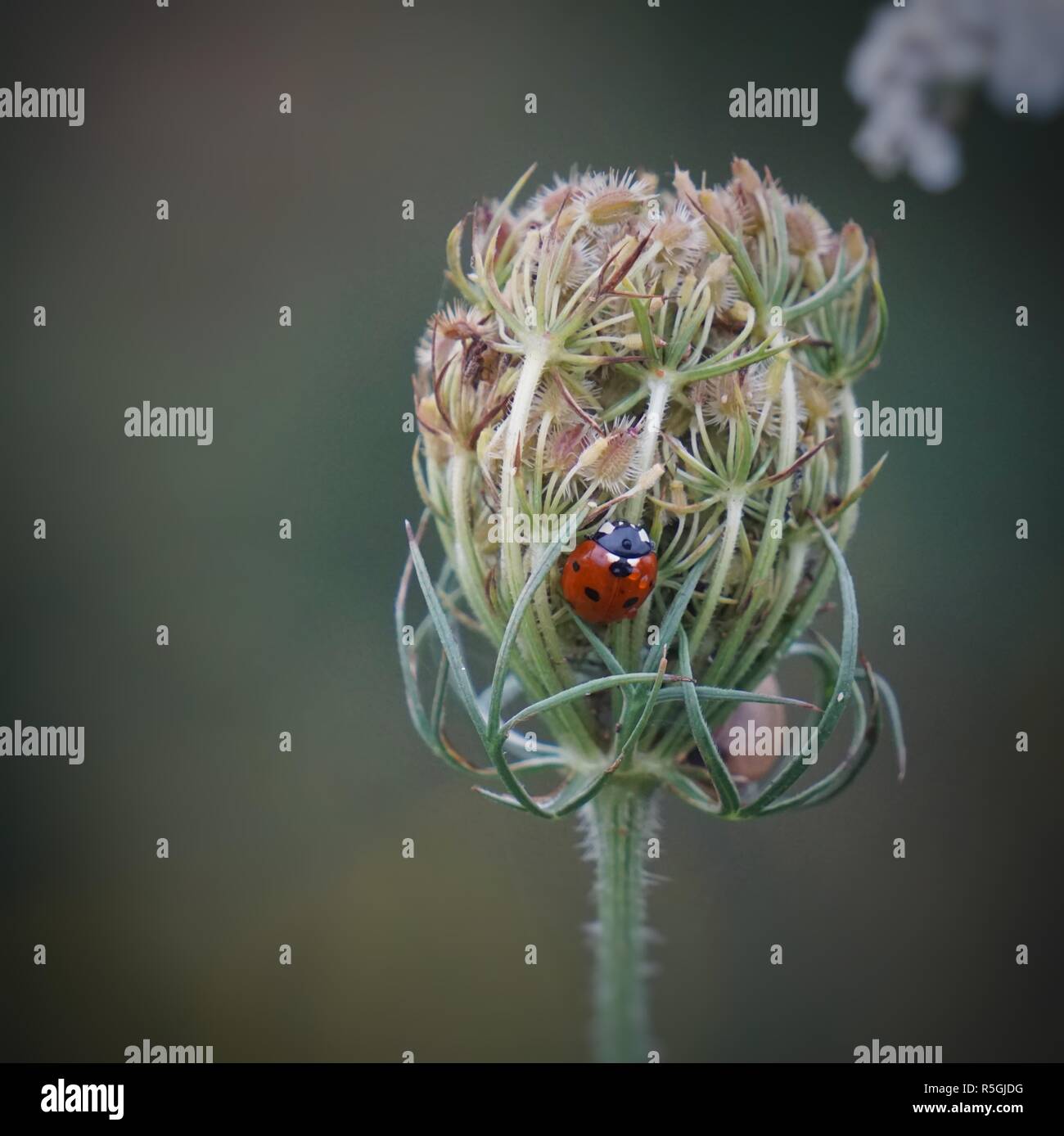 the ladybug on the plant Stock Photo - Alamy
