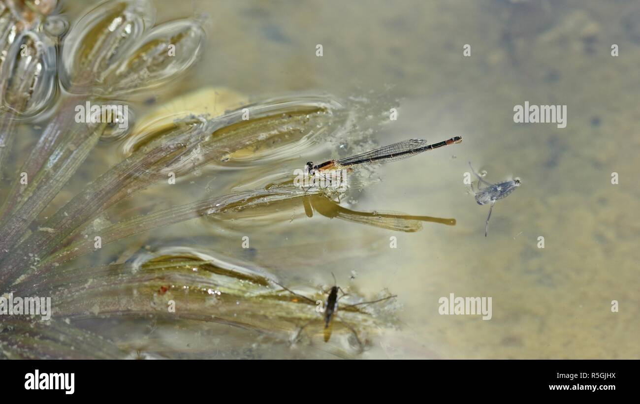 female great-pitched dragonfly (ischnura elegans) laying eggs on crab ...