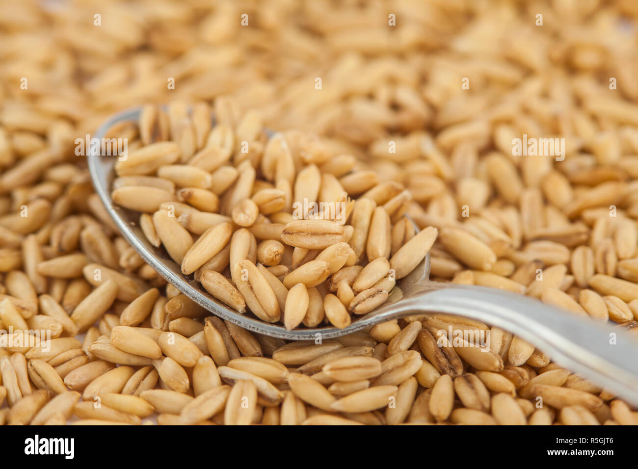 Oat (Avena sativa) grains Stock Photo - Alamy