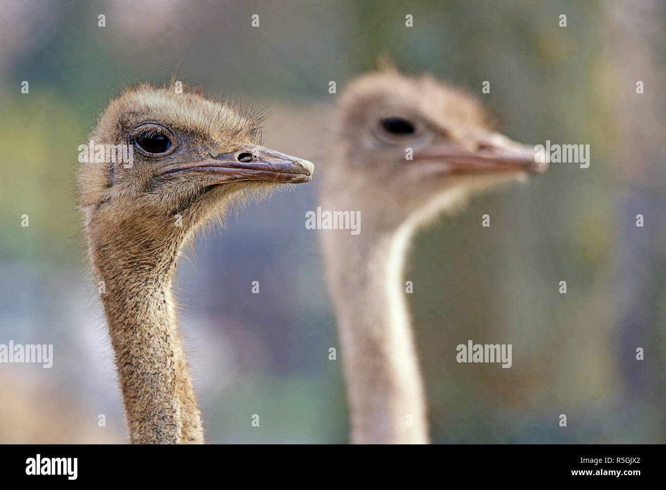 Two ostriches birds hi-res stock photography and images - Alamy