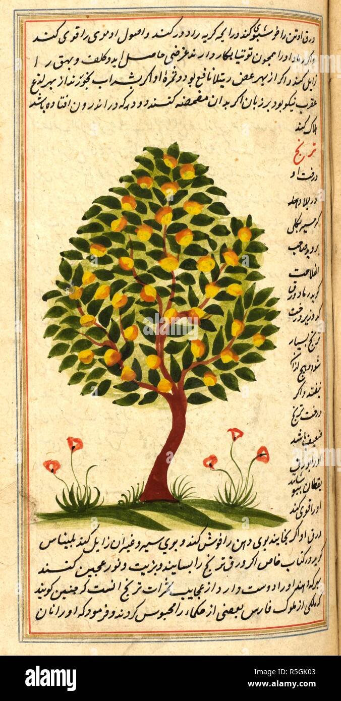 Gharaib hi-res stock photography and images - Alamy