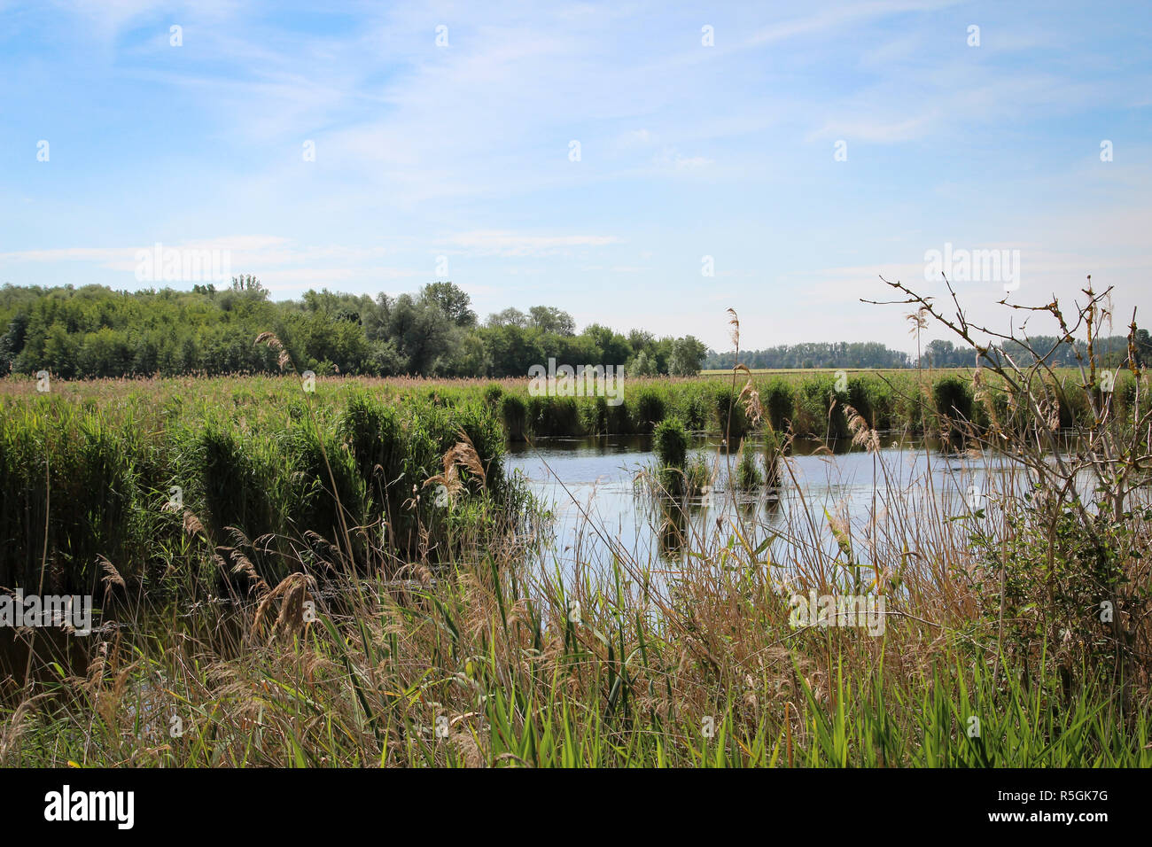 natural pond with reeds Stock Photo - Alamy
