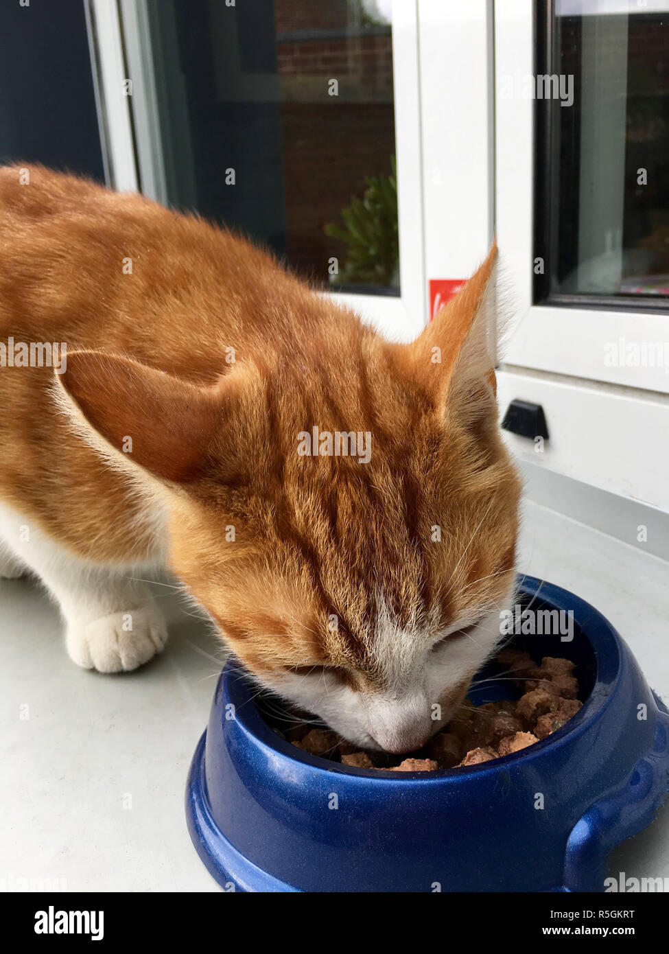 hungry domestic cat on a windowsill Stock Photo - Alamy