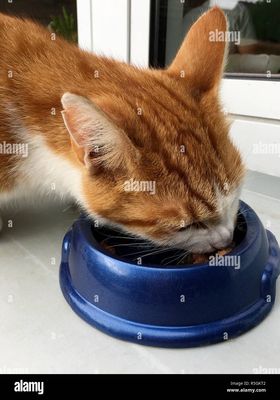 hungry domestic cat on a windowsill Stock Photo - Alamy
