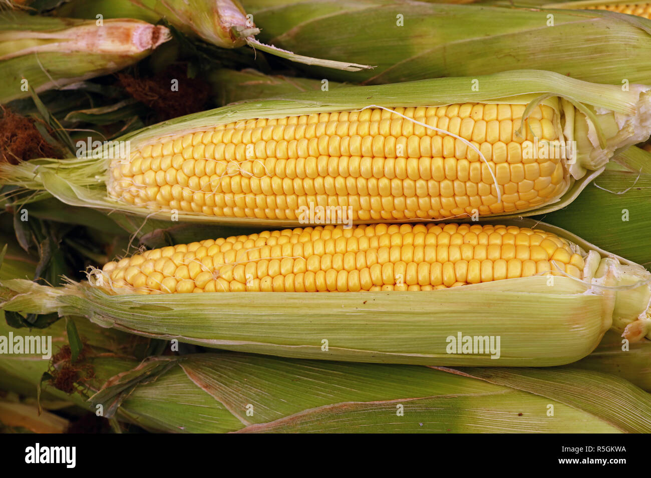 Two farmers look leaves hi-res stock photography and images - Alamy