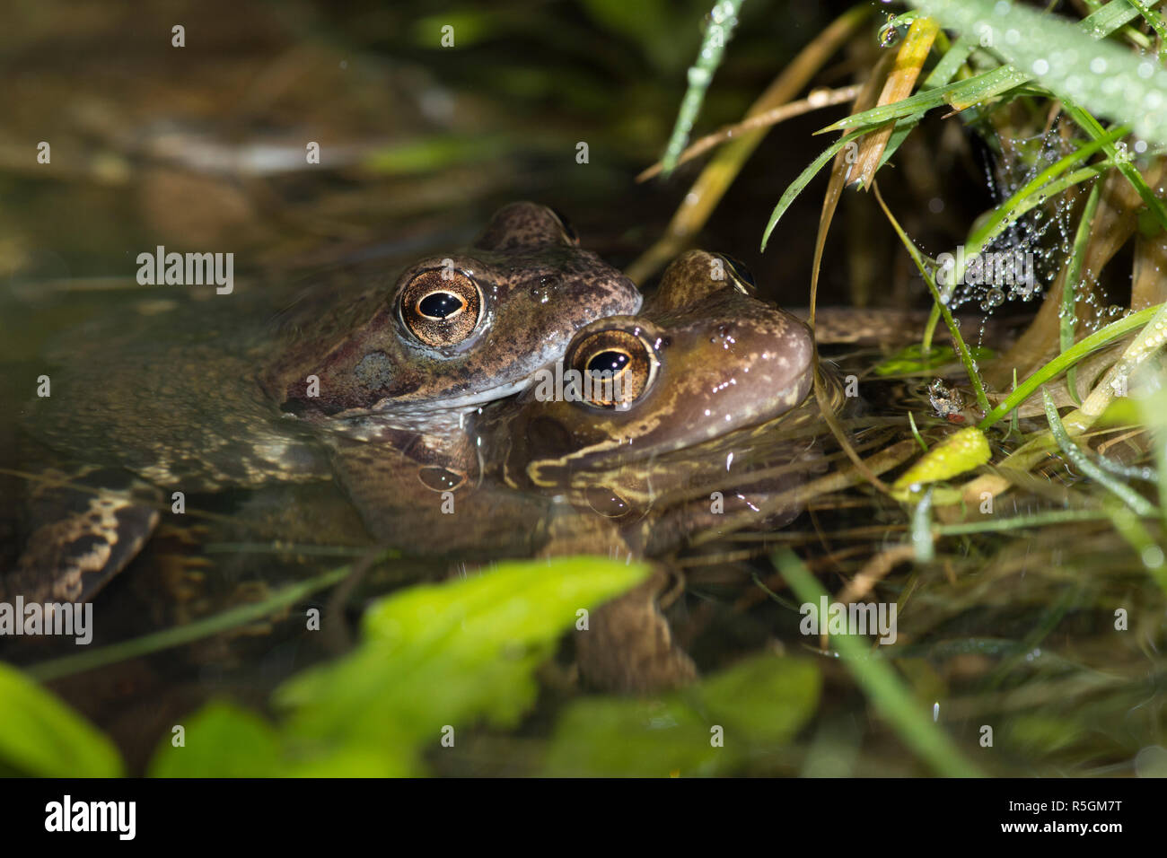 Common Frogs, Rana temporaria, Pair in amplexus mating in breeding pond ...