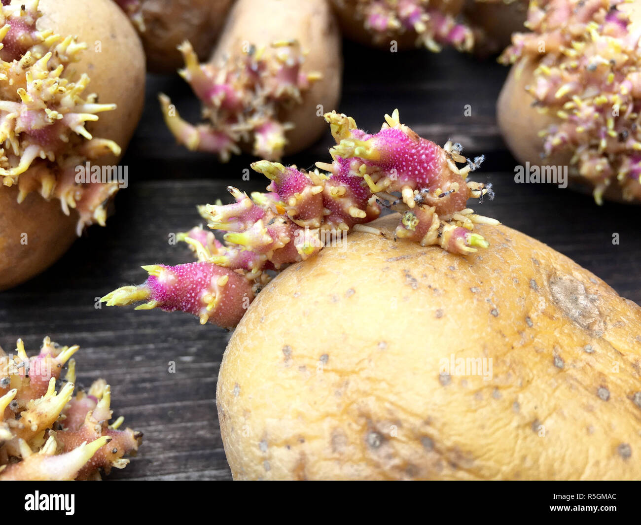 germinating potatoes in closeup Stock Photo - Alamy