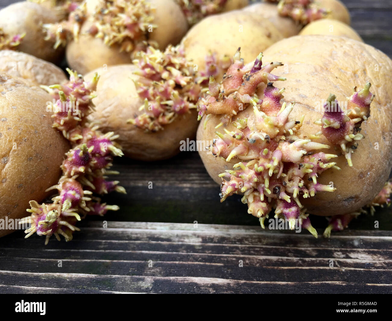 germinating potatoes in closeup Stock Photo - Alamy