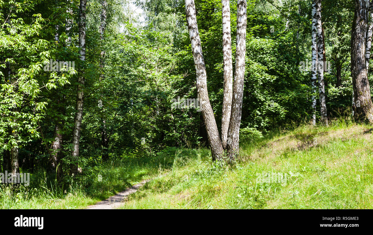 birch trees near path in forest in summer Stock Photo - Alamy