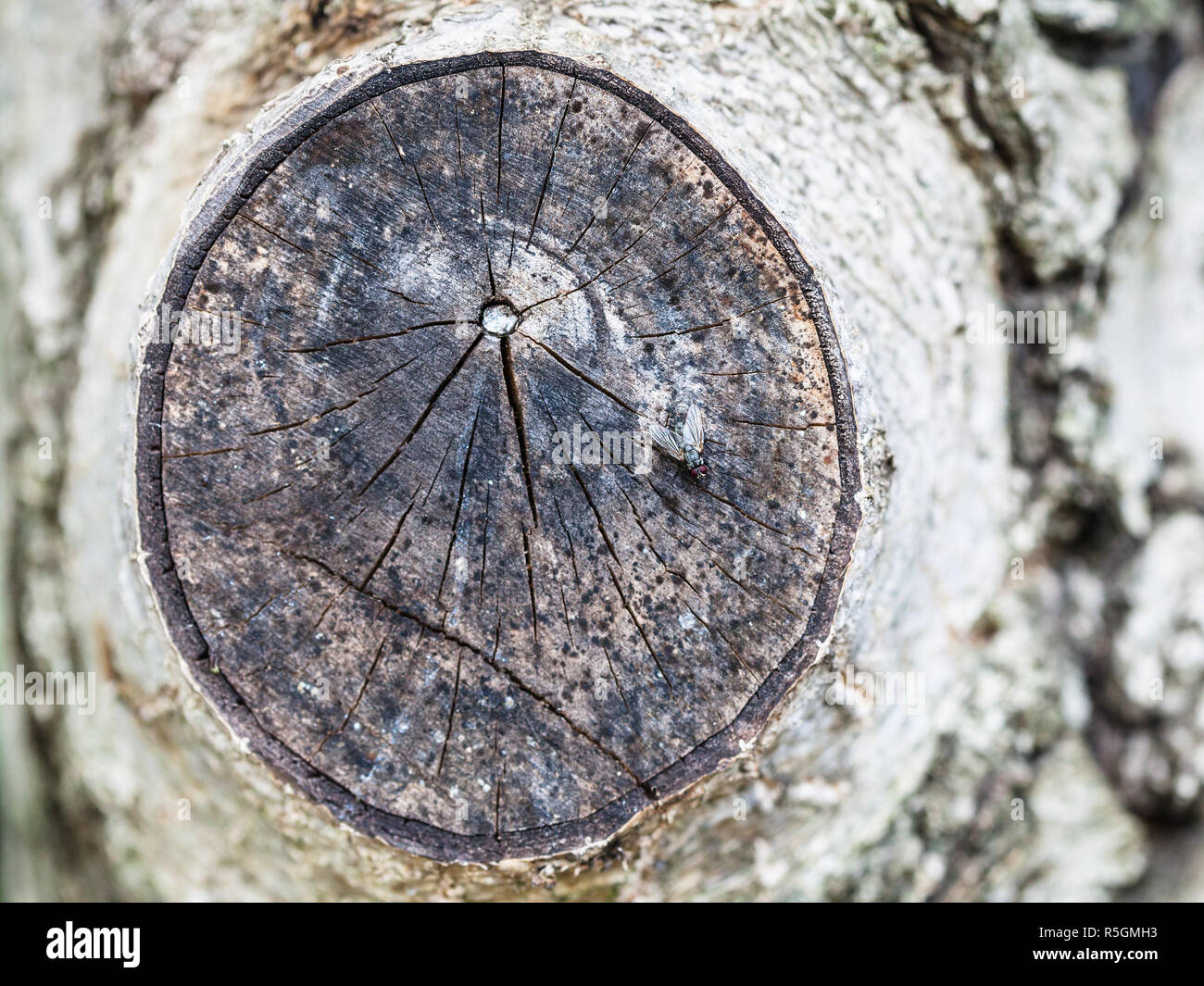 fly on cross section of walnut tree branch Stock Photo - Alamy