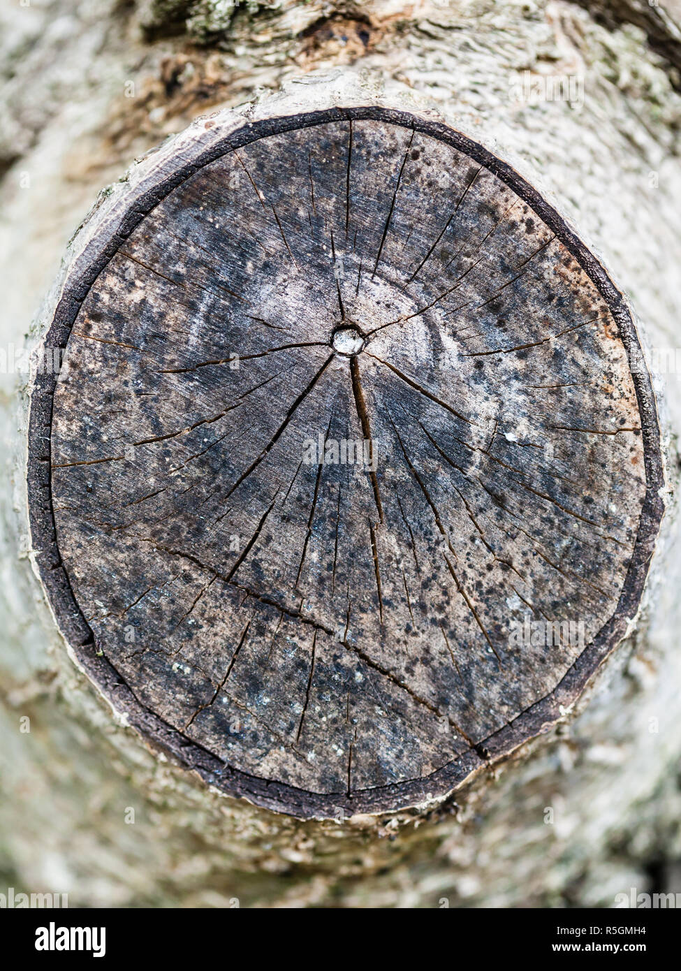 cross section of walnut tree branch Stock Photo - Alamy