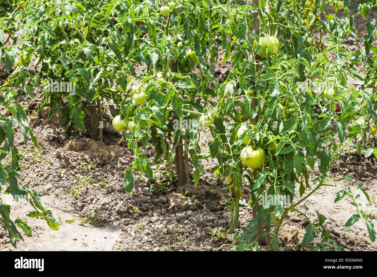 tomato bushes in garden in summer season Stock Photo - Alamy