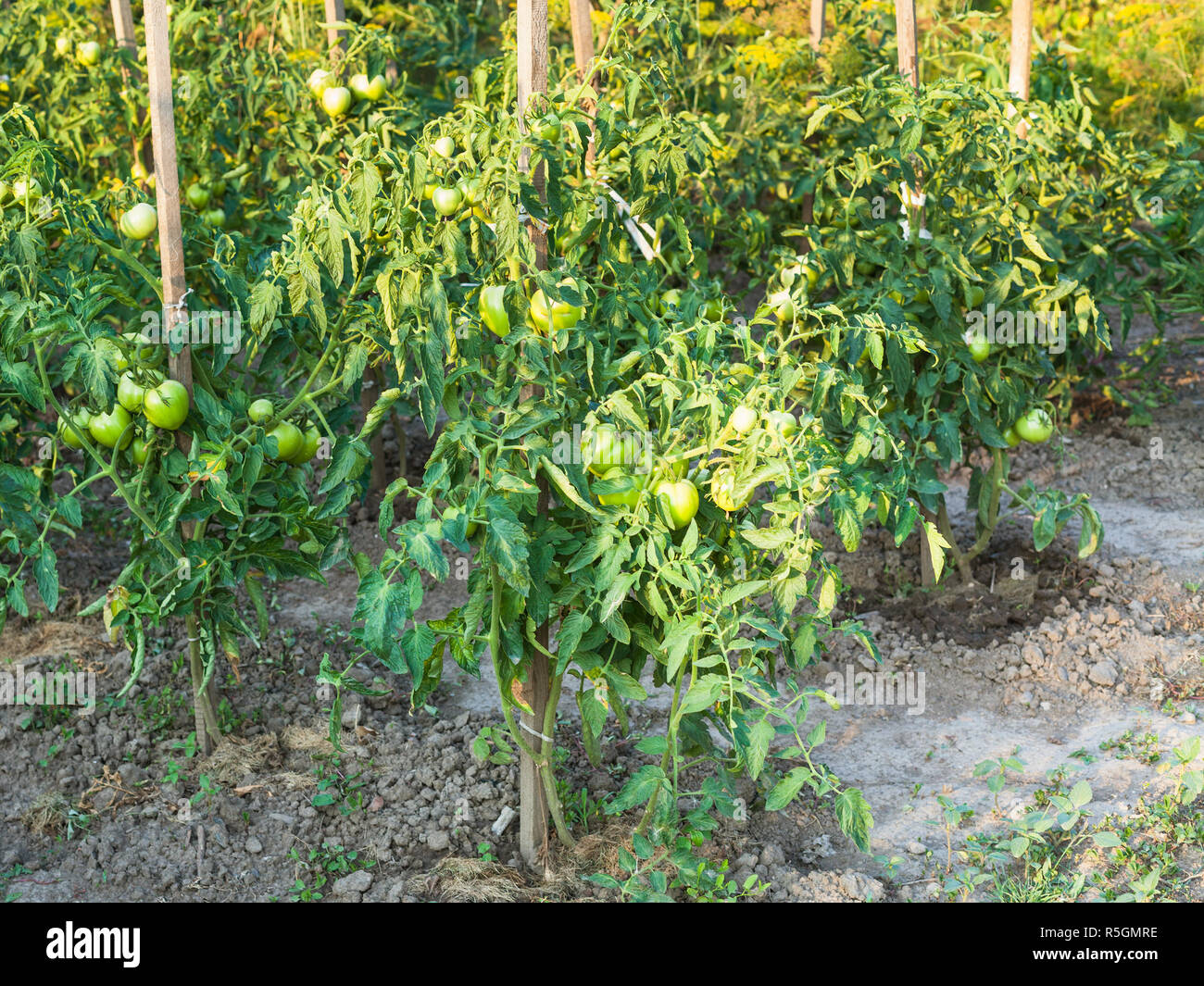 tomato bushes in garden in summer evening Stock Photo - Alamy