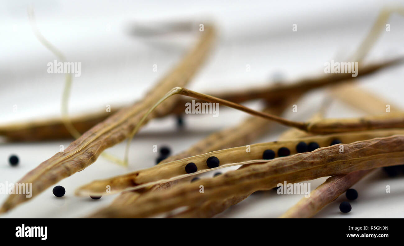 Rapeseed coleseed hi-res stock photography and images - Alamy