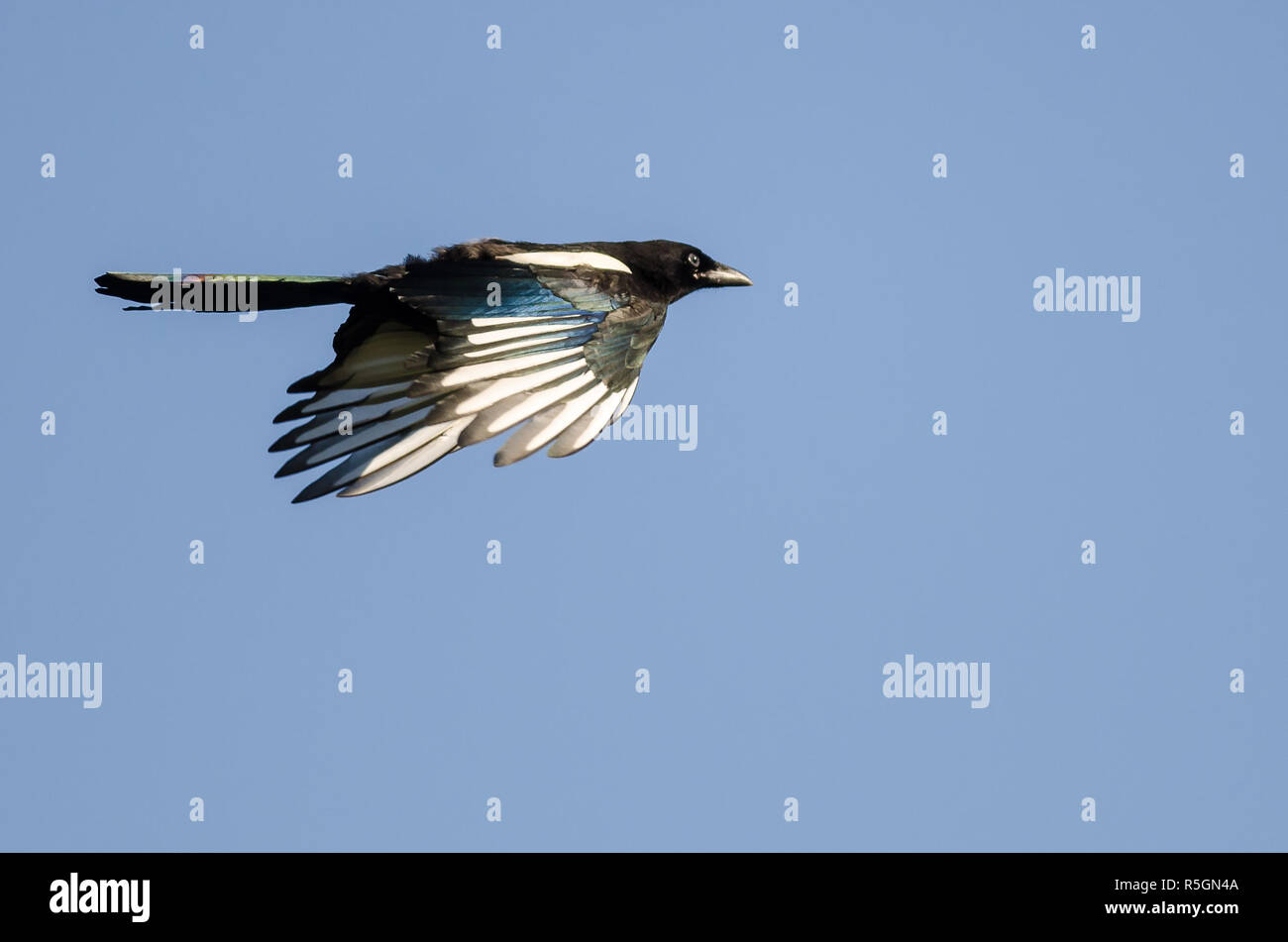 Black-Billed Magpie Flying in a Blue Sky Stock Photo - Alamy