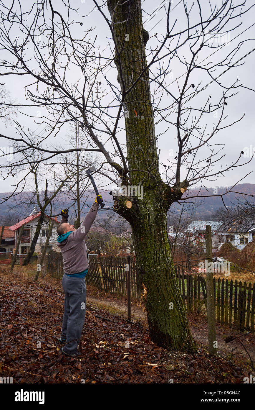 Strong lumberjack felling a big tree with an axe Stock Photo - Alamy