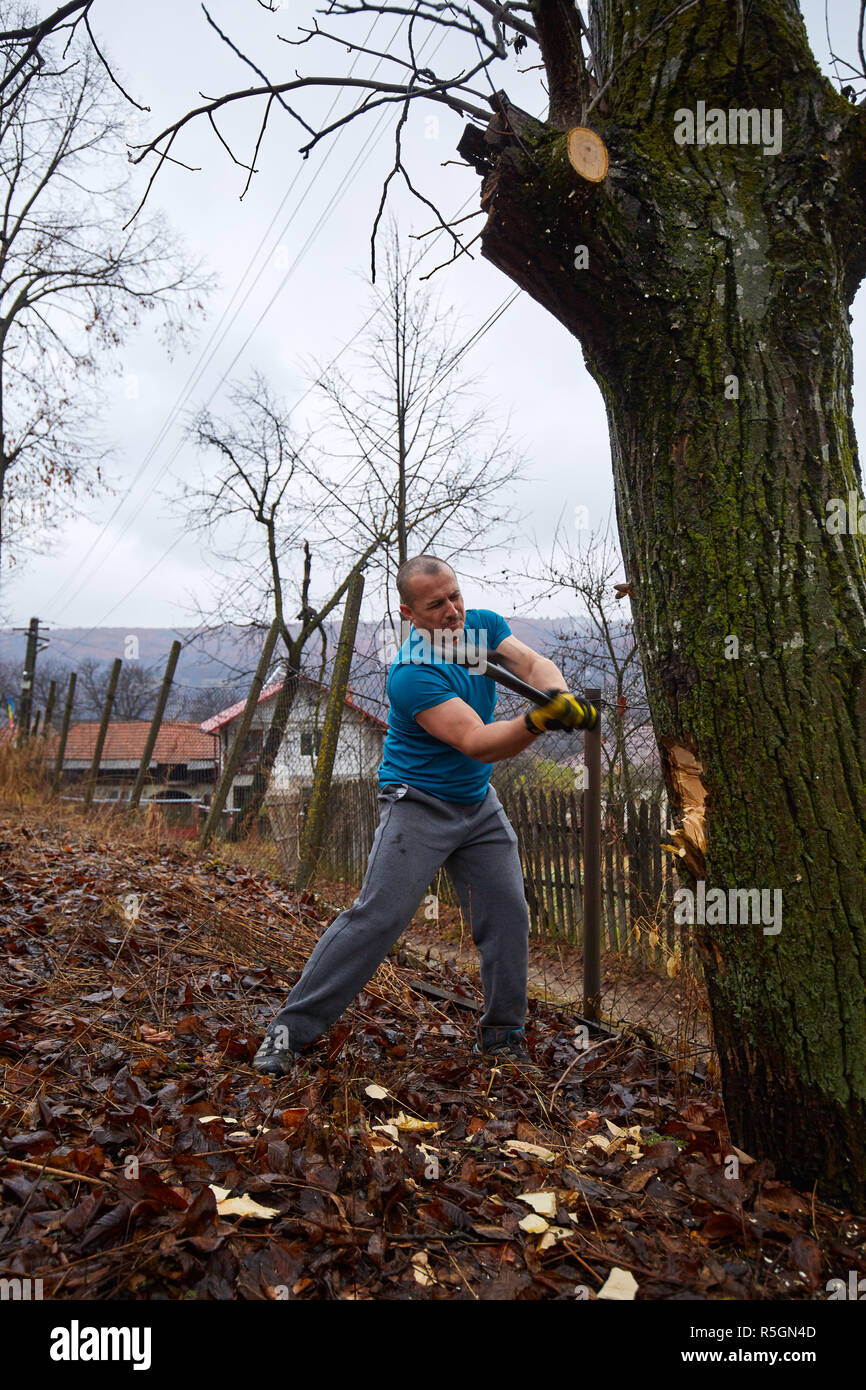 Strong lumberjack felling a big tree with an axe Stock Photo - Alamy