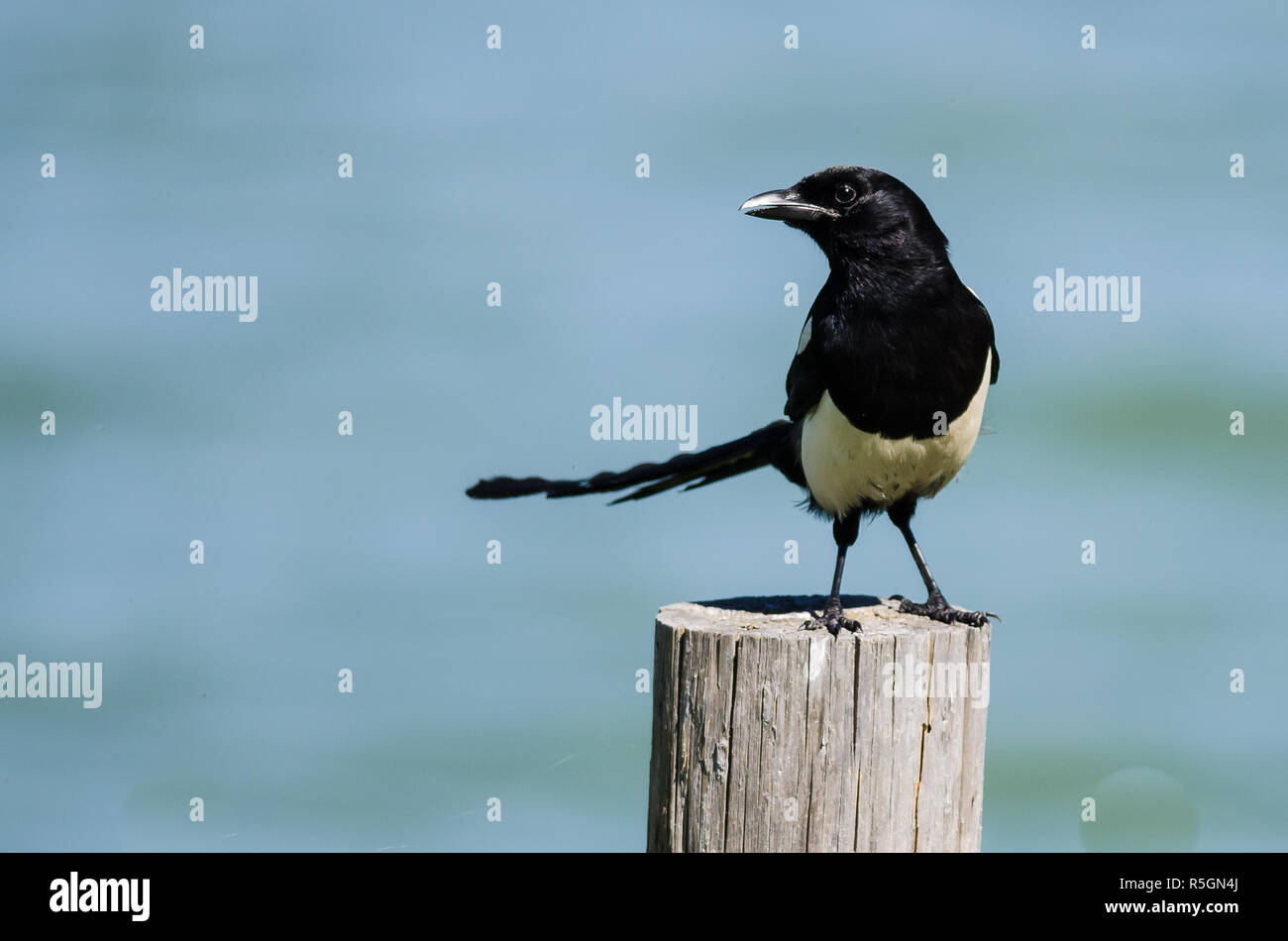 Black billed magpie wood hi-res stock photography and images - Alamy