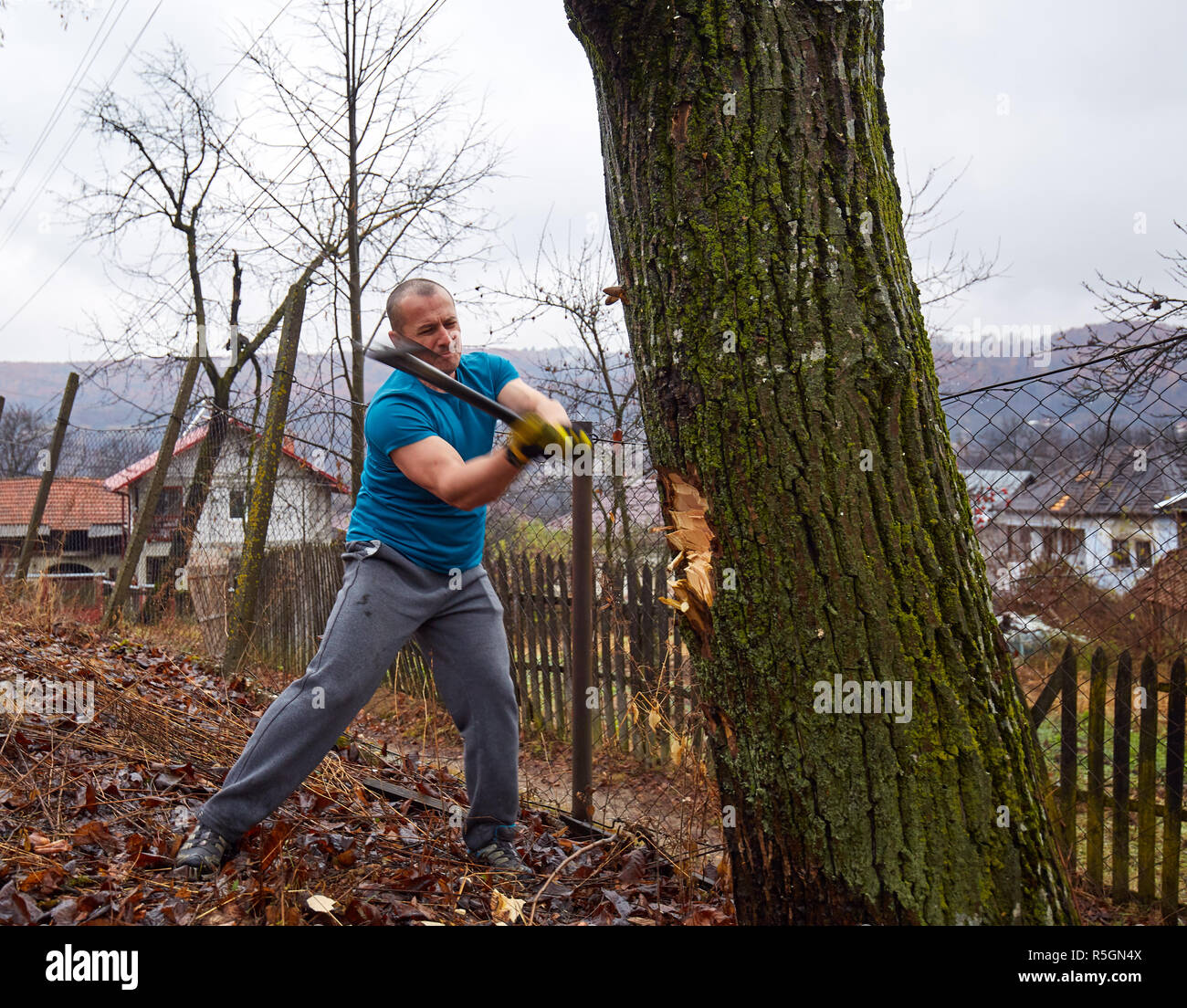 Strong lumberjack felling a big tree with an axe Stock Photo - Alamy