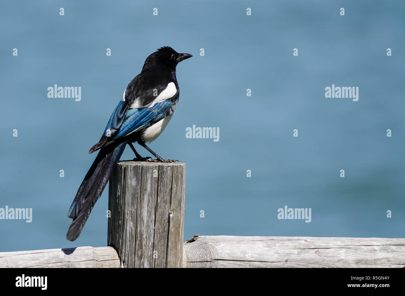Black billed magpie wood hi-res stock photography and images - Alamy