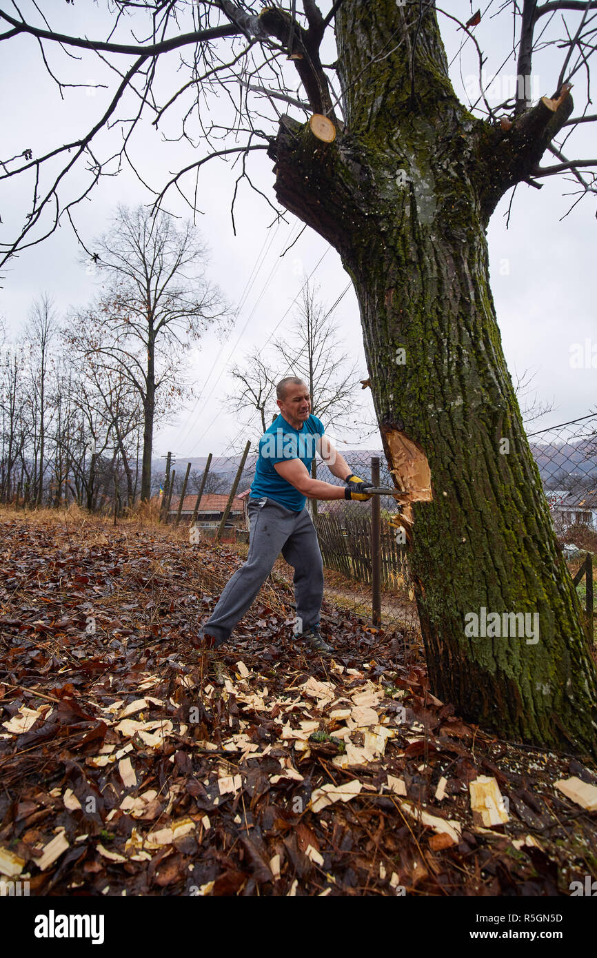 Mechanical felling hi-res stock photography and images - Alamy