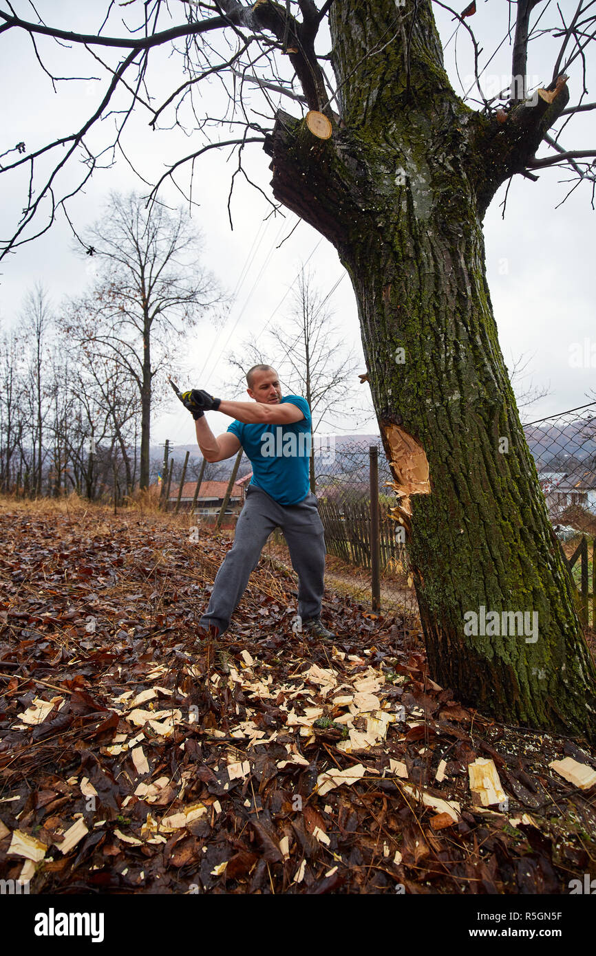 Strong lumberjack felling a big tree with an axe Stock Photo - Alamy