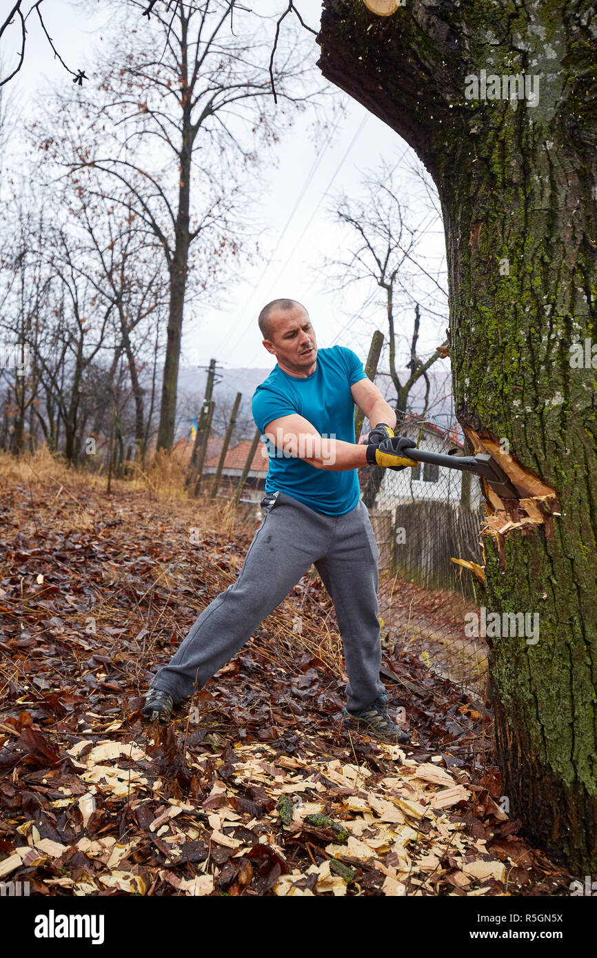 Strong lumberjack felling a big tree with an axe Stock Photo - Alamy