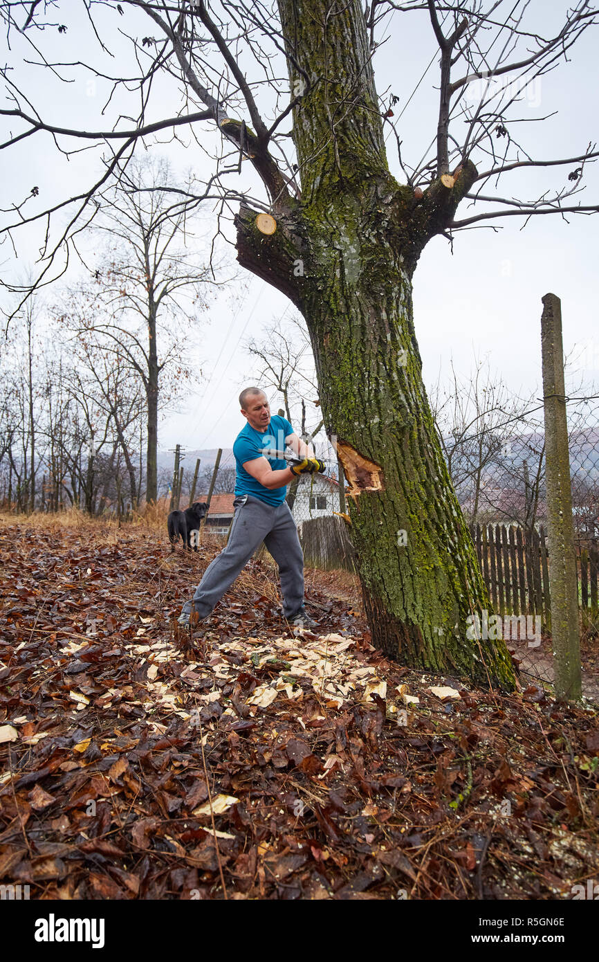 Strong lumberjack felling a big tree with an axe Stock Photo - Alamy