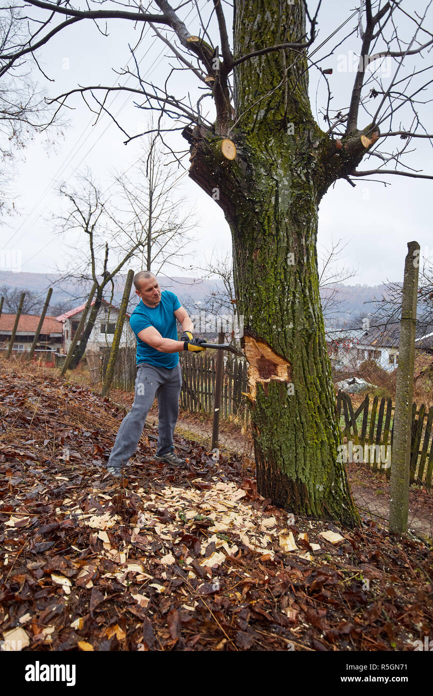 Strong lumberjack felling a big tree with an axe Stock Photo - Alamy