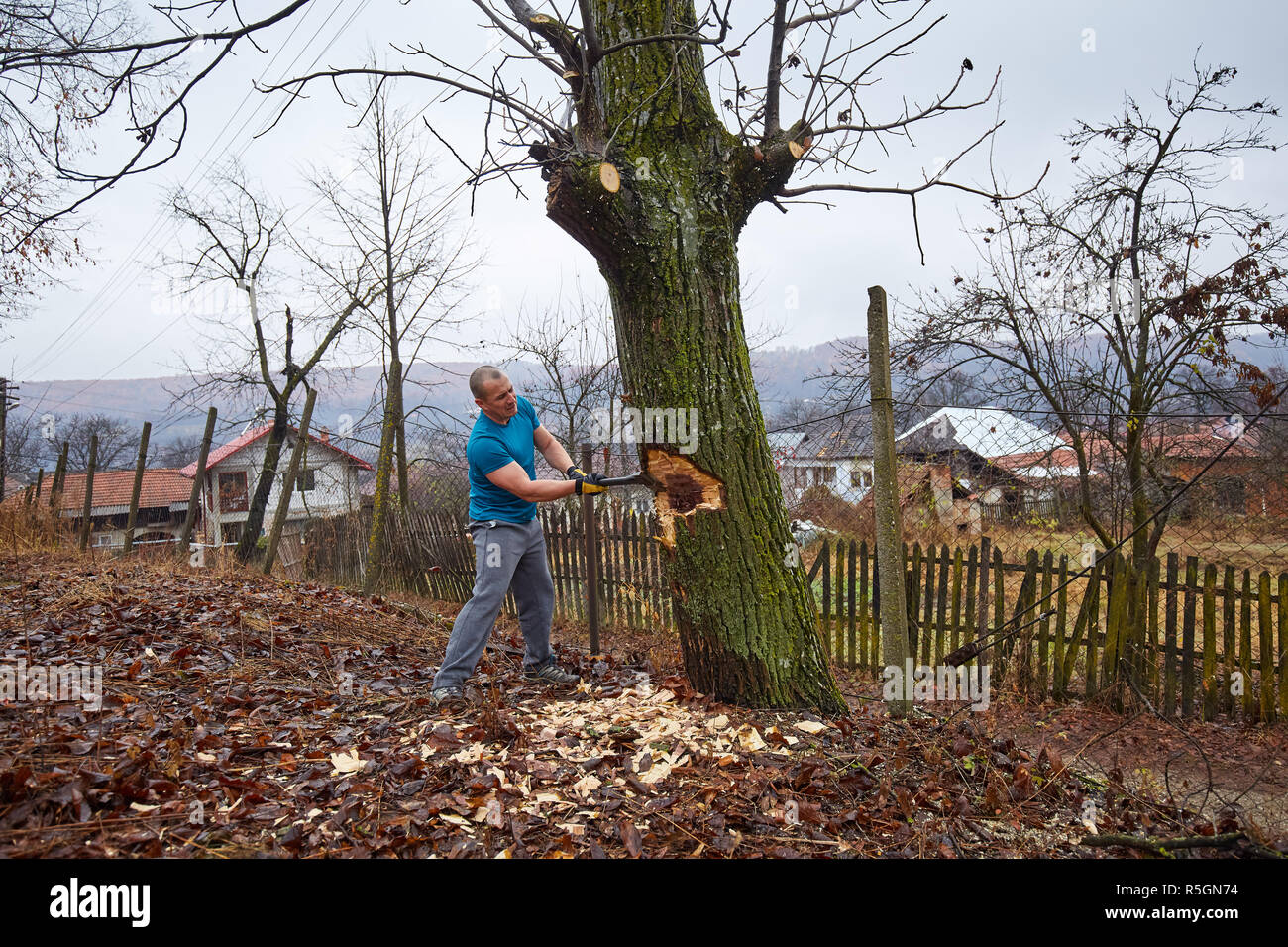 Strong lumberjack felling a big tree with an axe Stock Photo - Alamy