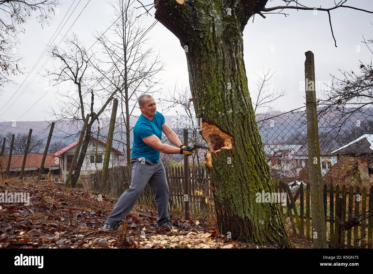 Strong lumberjack felling a big tree with an axe Stock Photo - Alamy