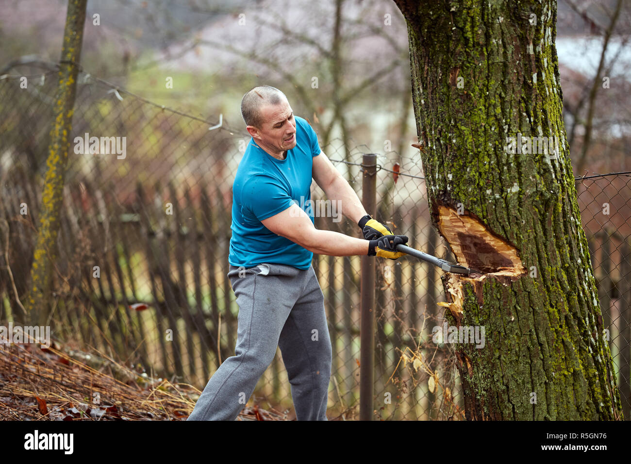 Strong lumberjack felling a big tree with an axe Stock Photo - Alamy