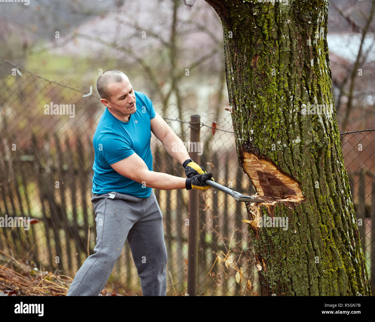 Strong lumberjack felling a big tree with an axe Stock Photo - Alamy