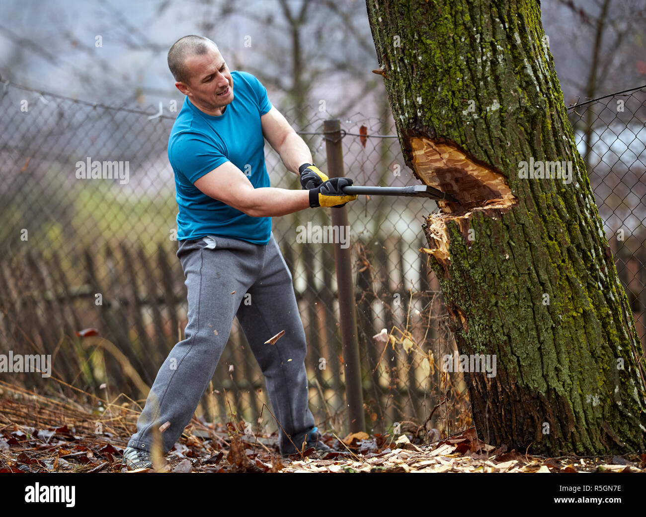 Strong lumberjack felling a big tree with an axe Stock Photo - Alamy