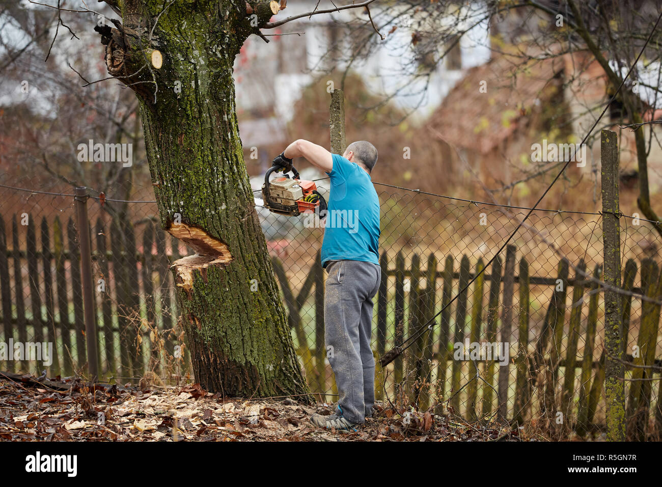 Busy lumberjack felling a big tree with chainsaw Stock Photo - Alamy