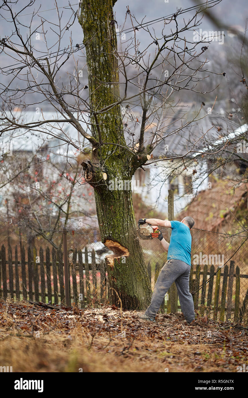 Busy lumberjack felling a big tree with chainsaw Stock Photo - Alamy